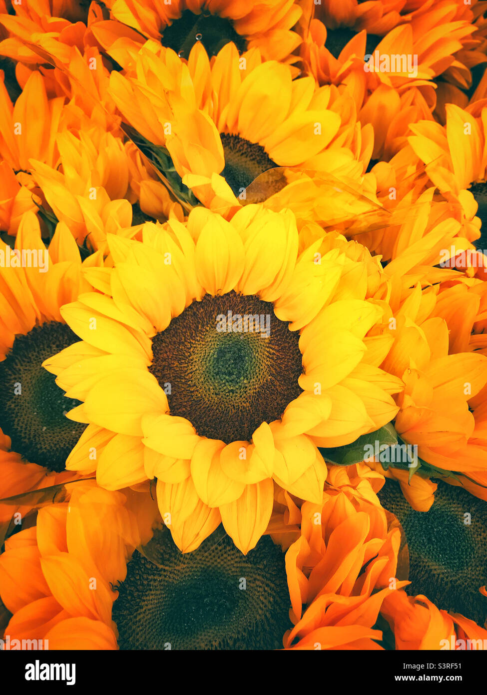 Sunflowers columbia road flower market hi-res stock photography and ...