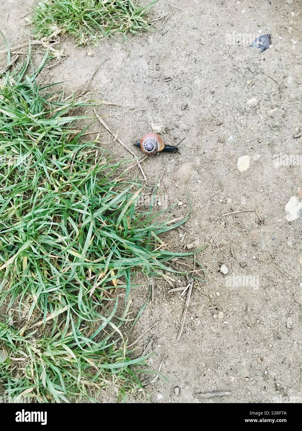Snail stones hi-res stock photography and images - Alamy