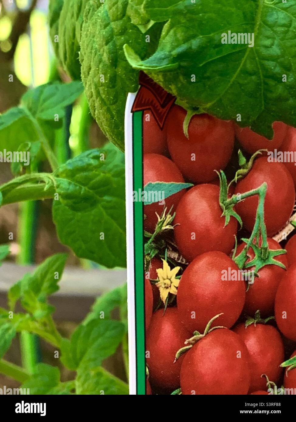 Bountiful tomato plant with bright red cherry tomatoes Stock Photo - Alamy