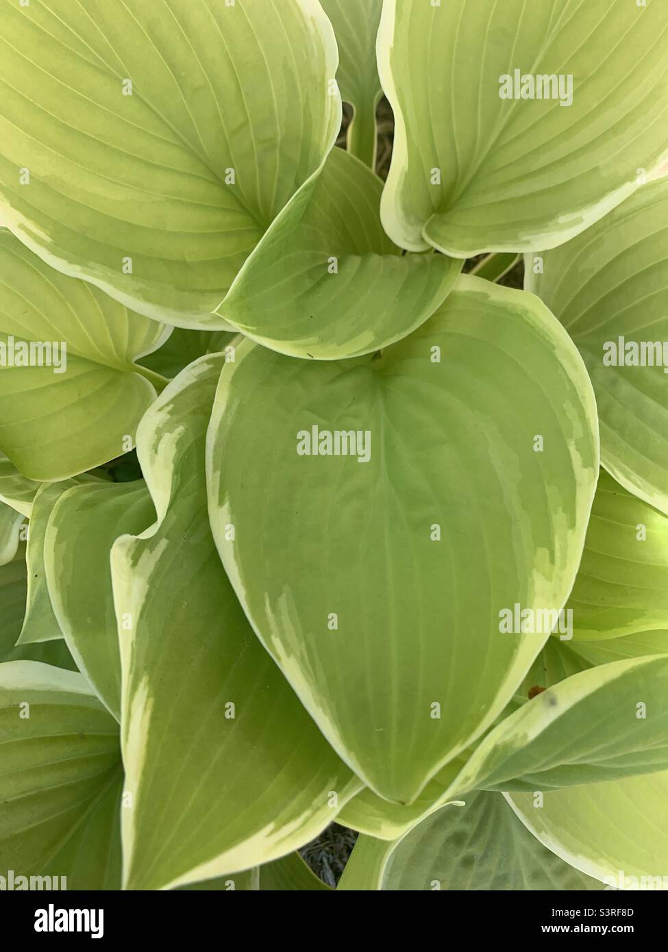 Closeup of big green Hosta leaves Stock Photo - Alamy