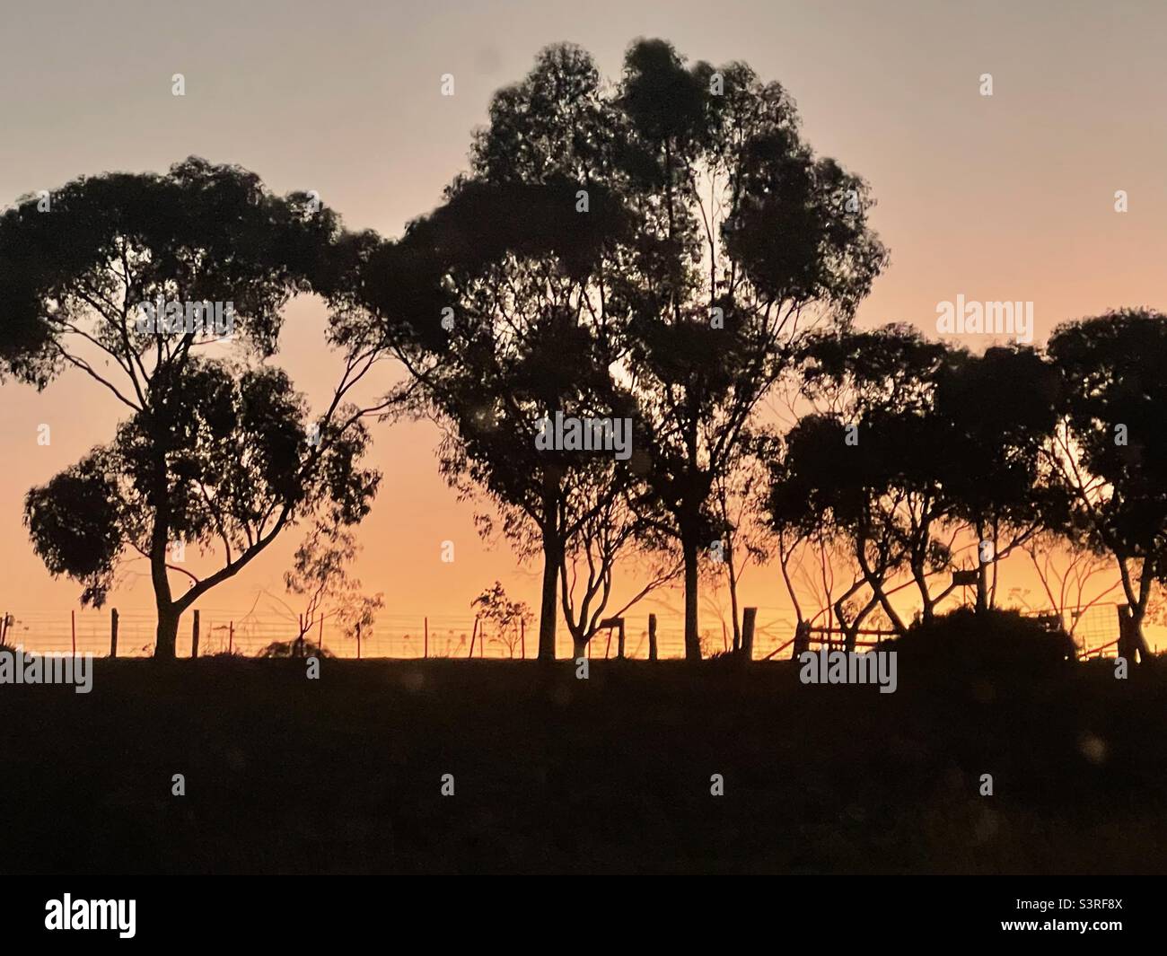 Gum trees at sunset hi-res stock photography and images - Alamy