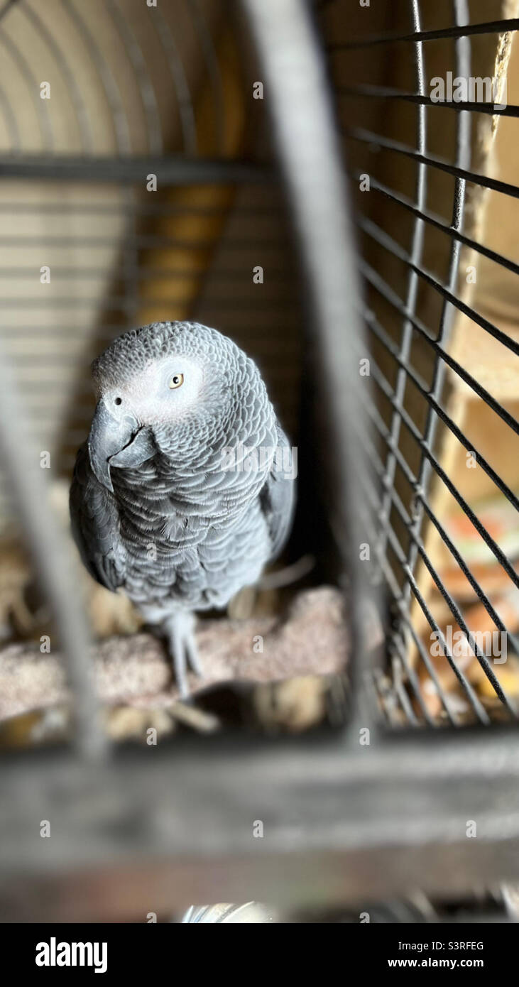 African grey parrot in a cage hi-res stock photography and images - Alamy
