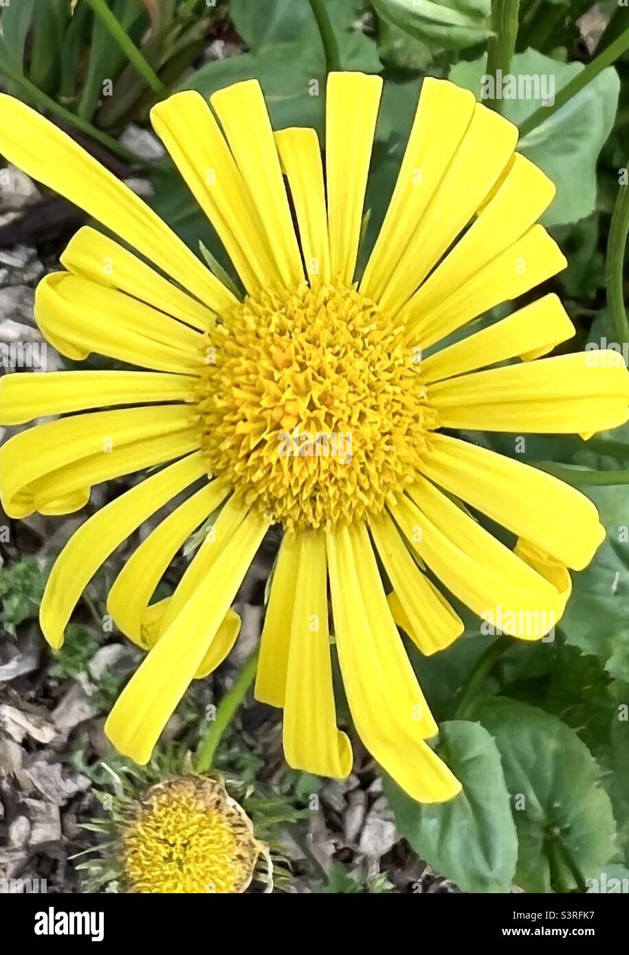 Daisy image hi-res stock photography and images - Alamy