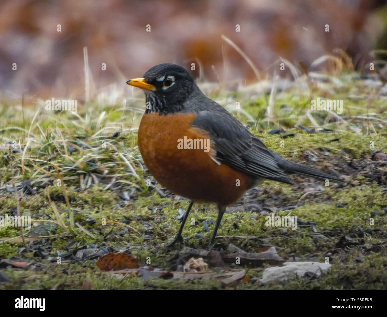 Orange breasted robin hi-res stock photography and images - Alamy
