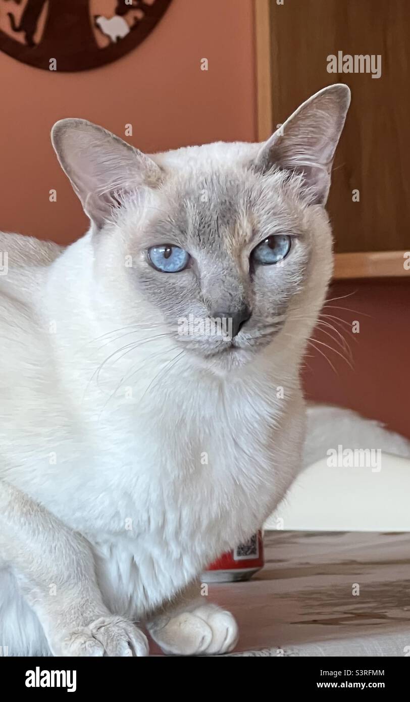 Lilac Tortie Point Tonkinese cat Stock Photo - Alamy