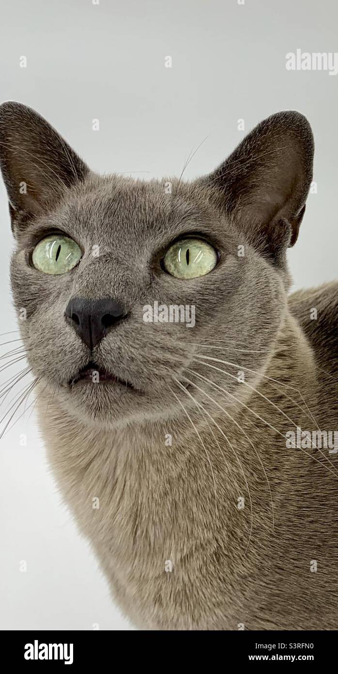 Tonk cat hi-res stock photography and images - Alamy