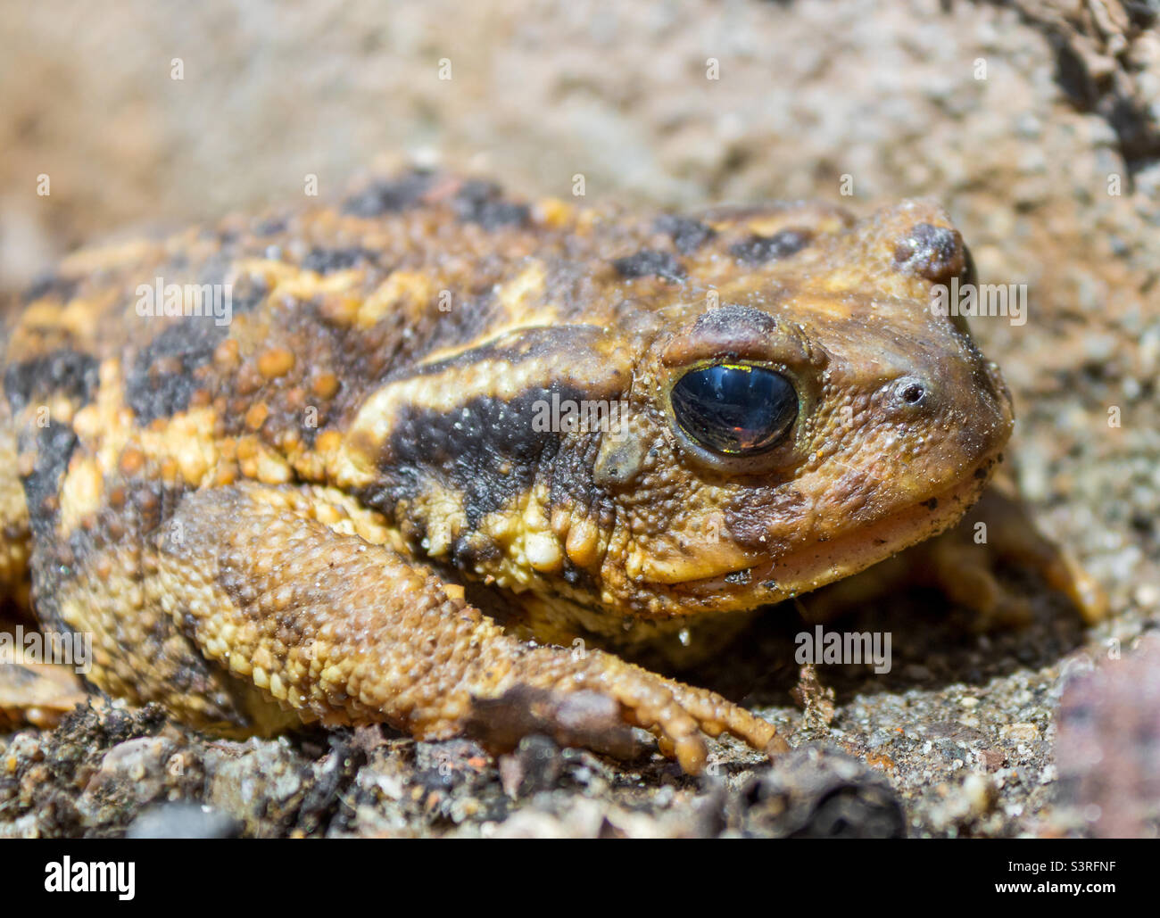 Common spiny toad Stock Photo - Alamy