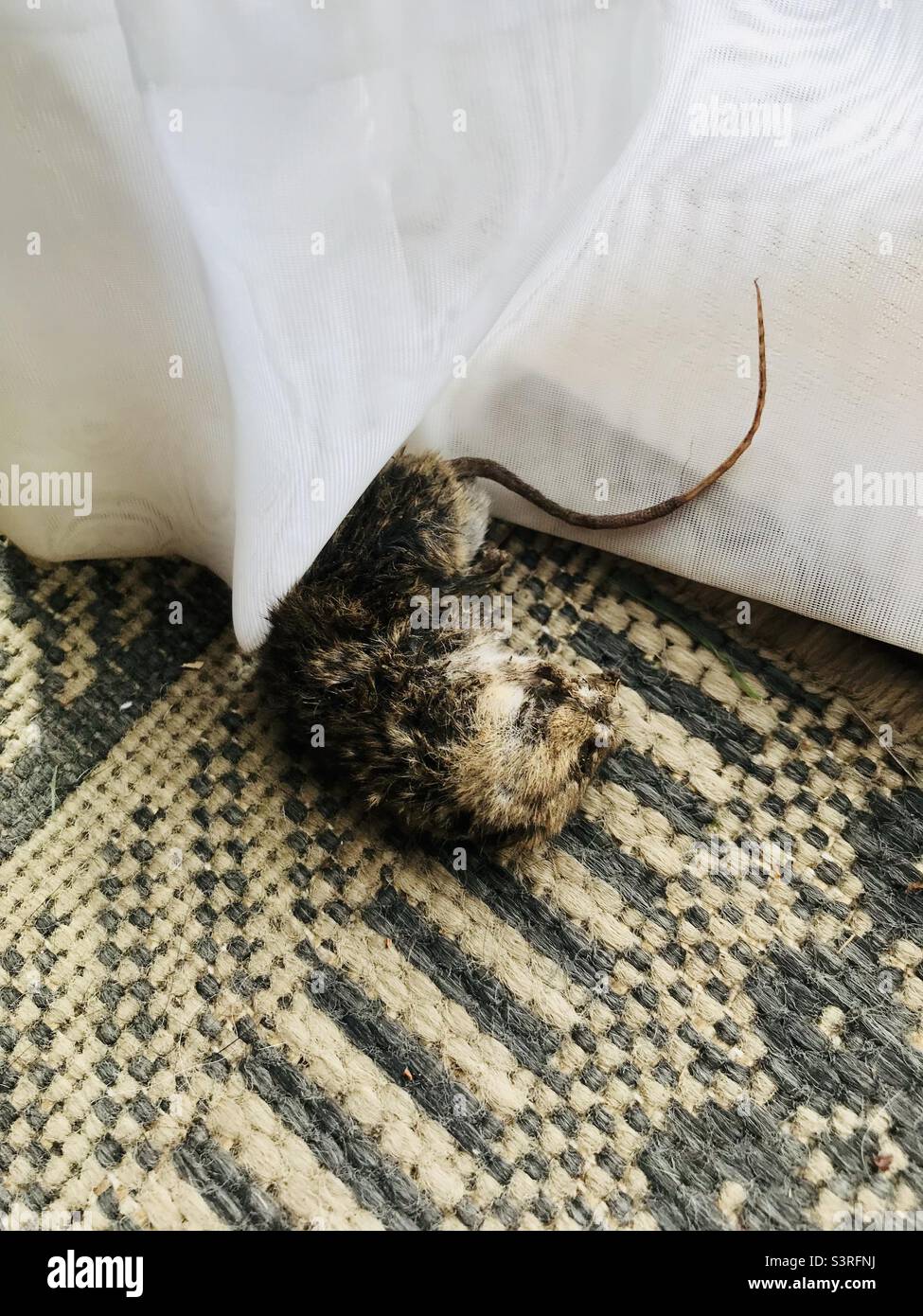 Poor mouse hi-res stock photography and images - Alamy