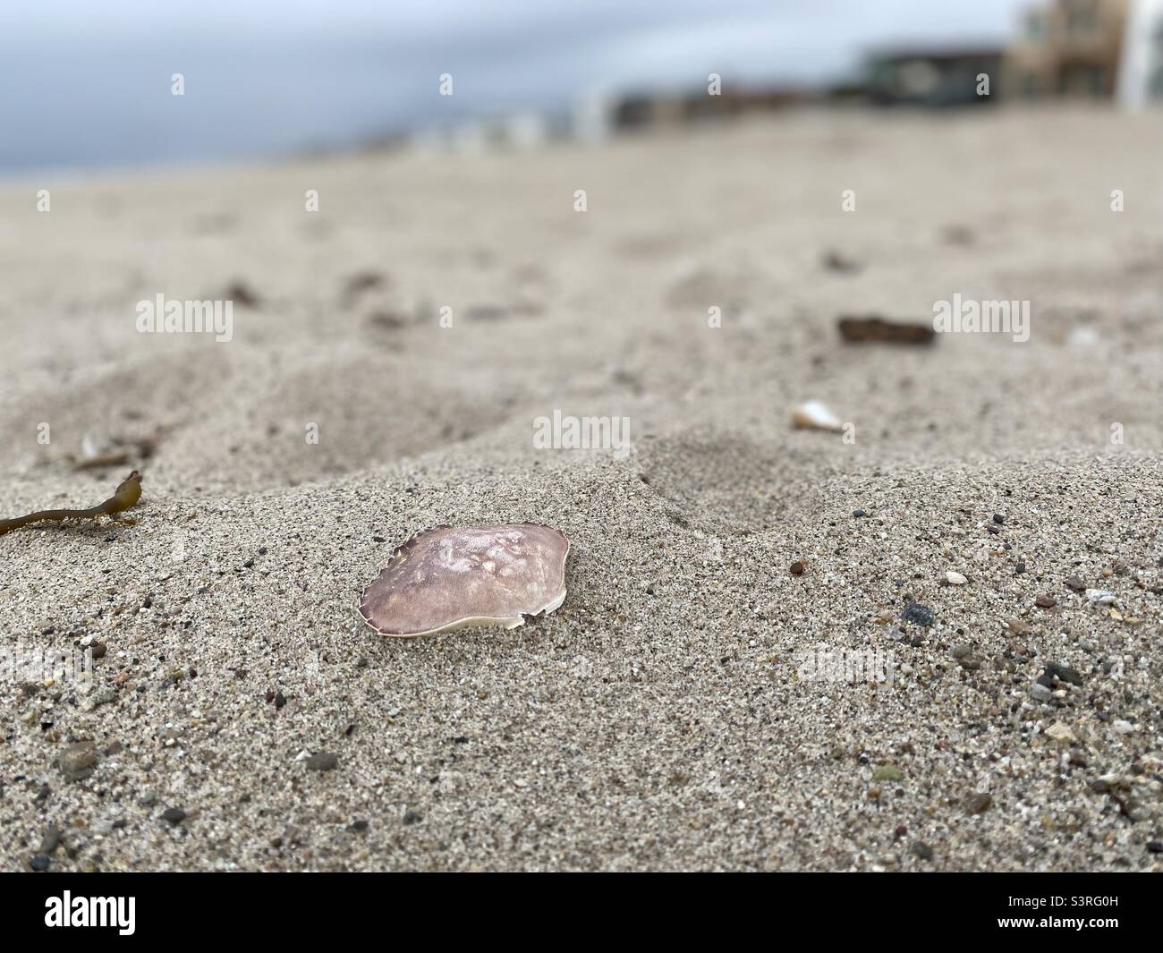 Empty crab shell hi-res stock photography and images - Alamy