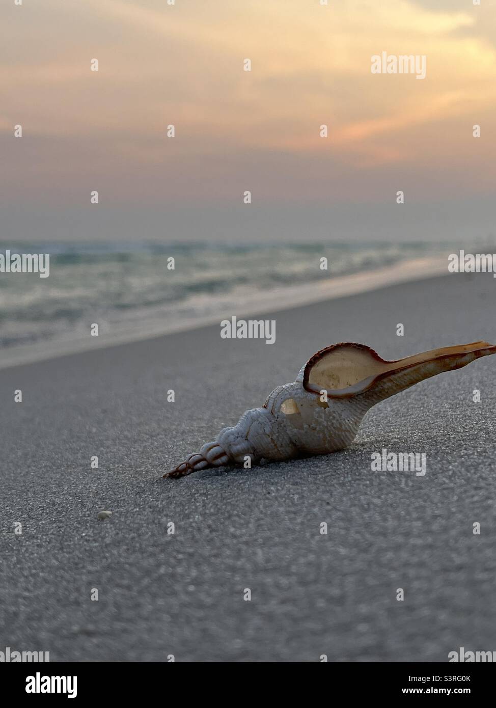 Seashell with beach sunset background Stock Photo - Alamy