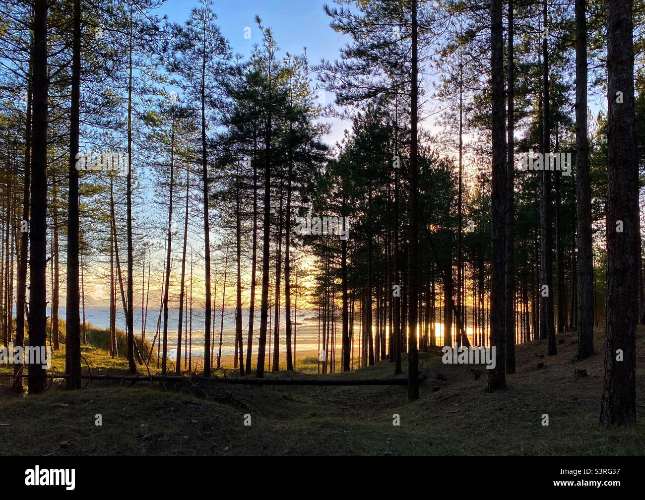Newborough forest hi-res stock photography and images - Alamy