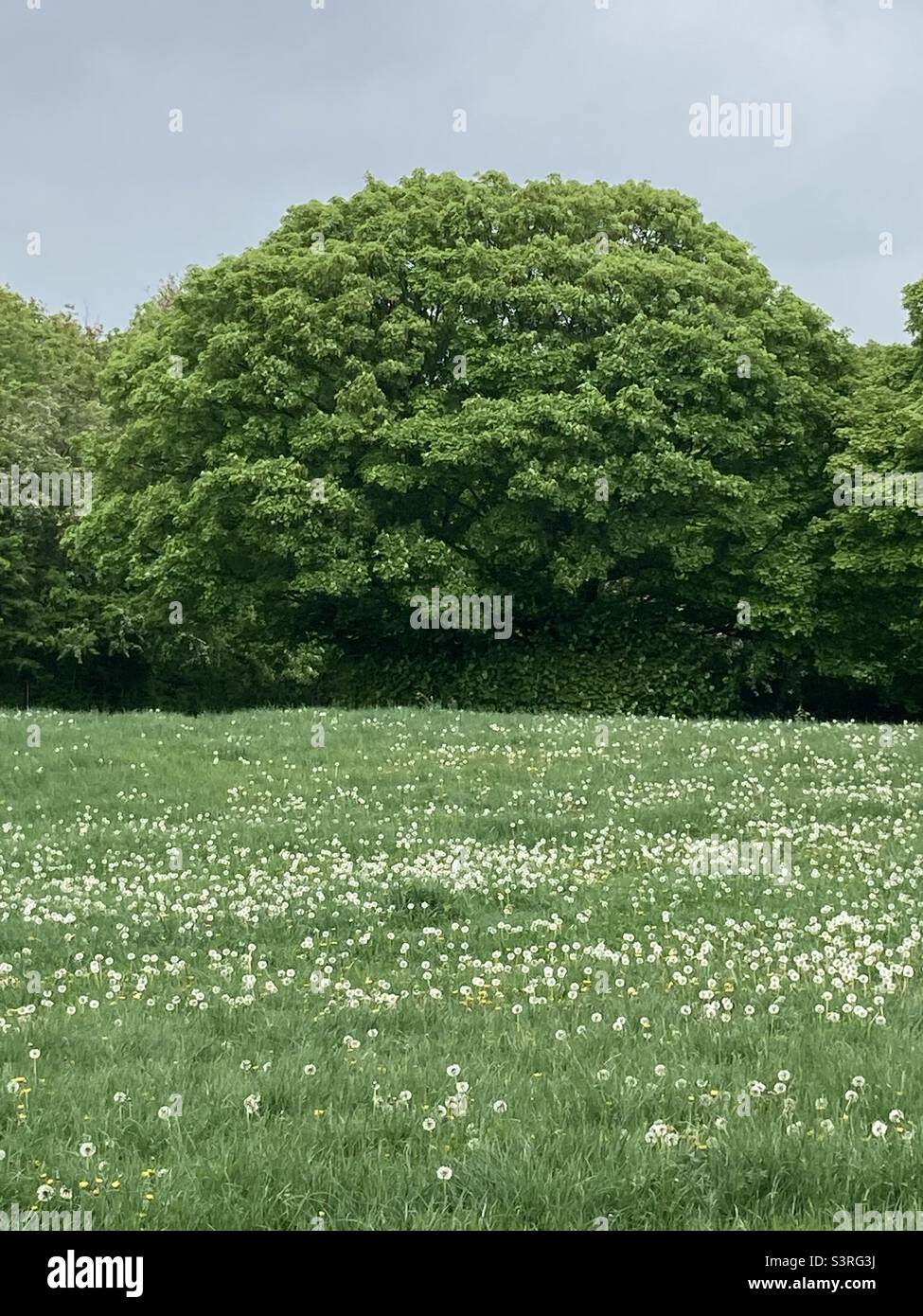 Dandelions clocks hi-res stock photography and images - Alamy