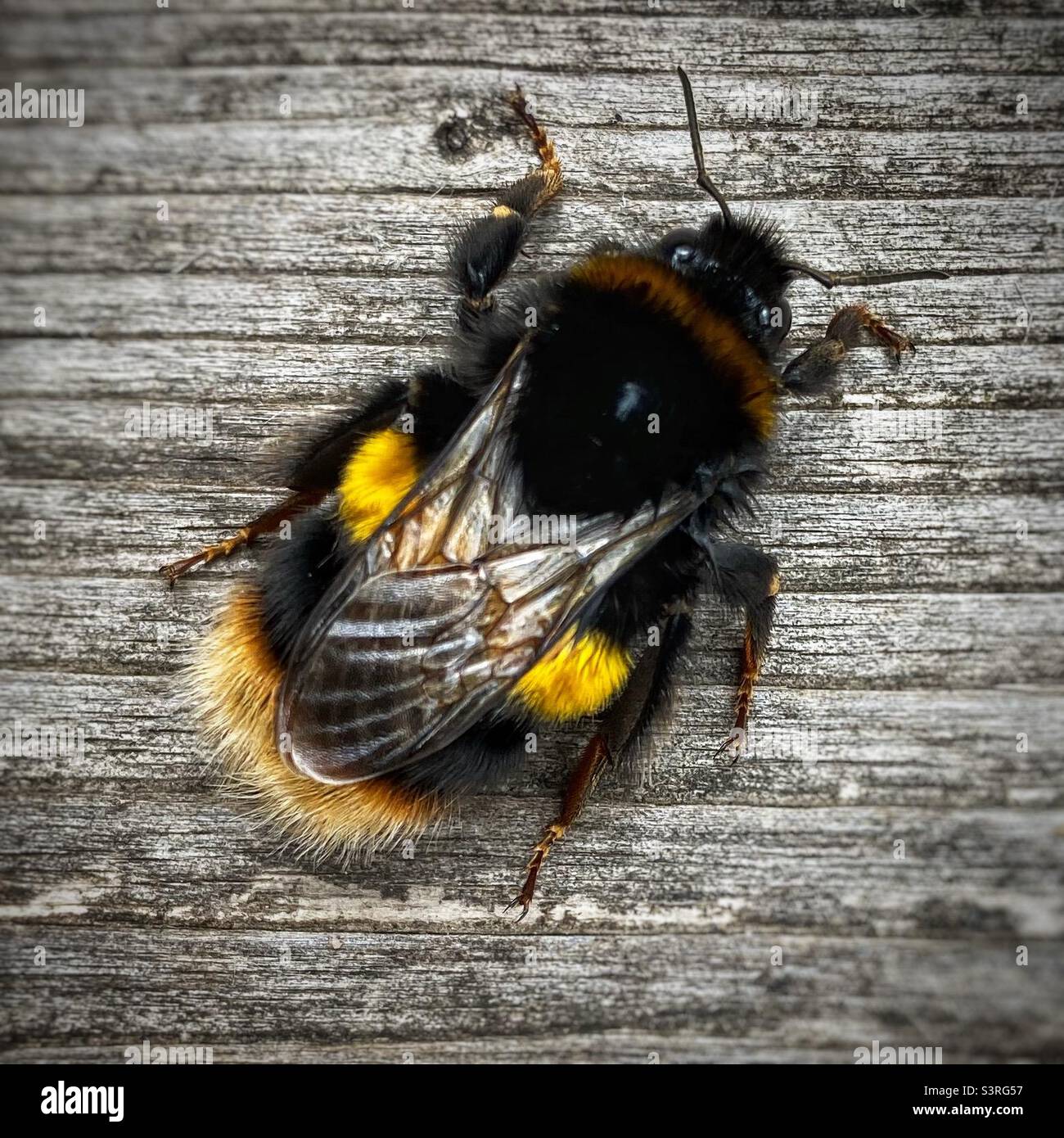 Bee stripes hi-res stock photography and images - Alamy