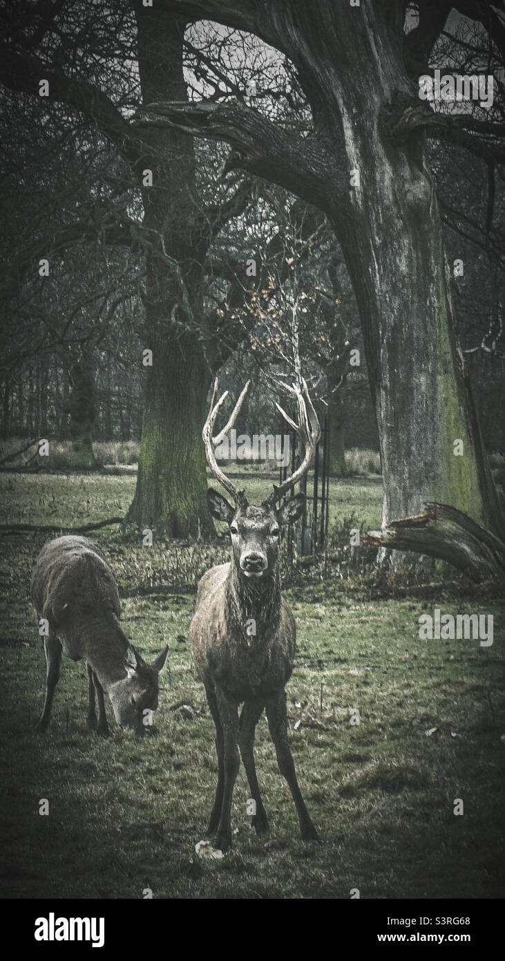 Stag house hi-res stock photography and images - Alamy