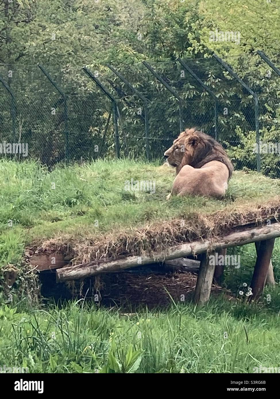 Lion down hi-res stock photography and images - Alamy