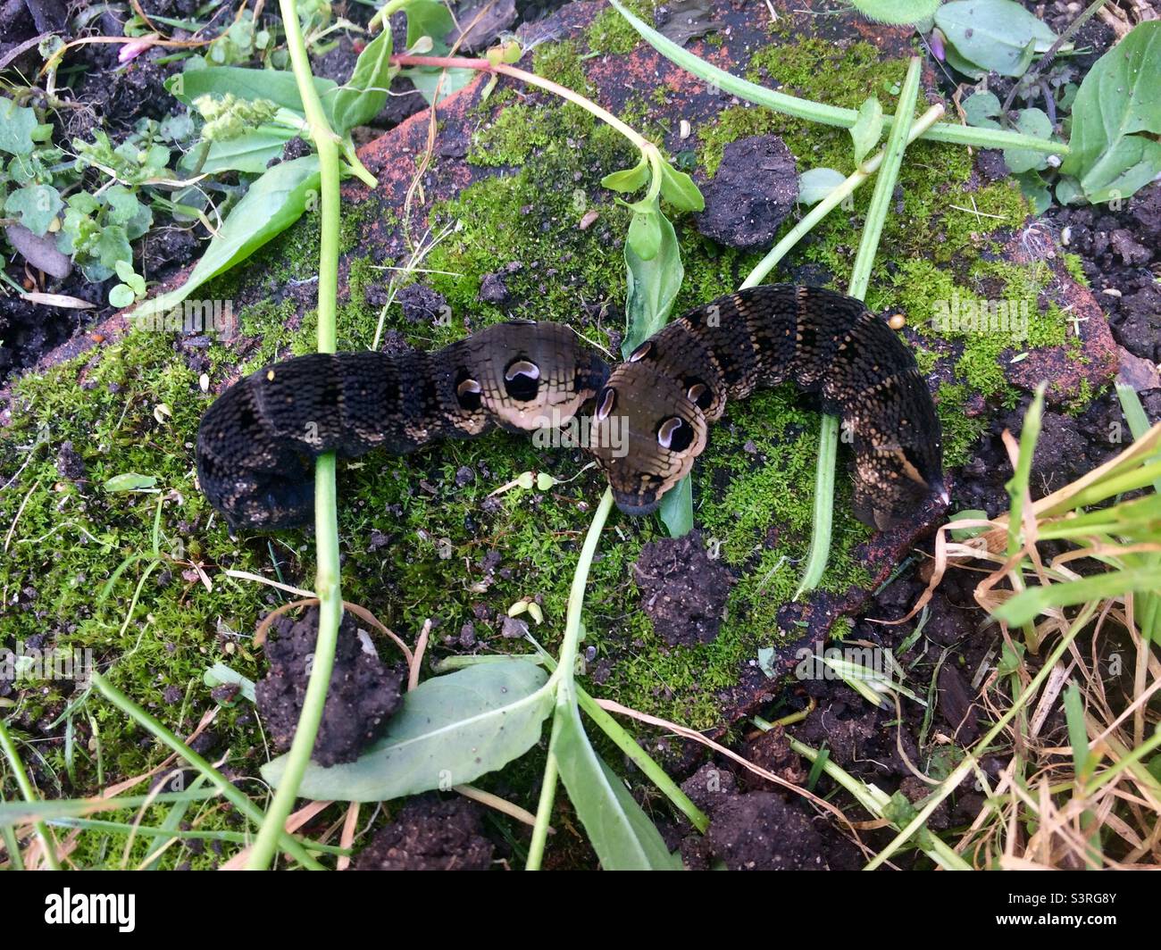 Hawk moths caterpillars hi-res stock photography and images - Alamy