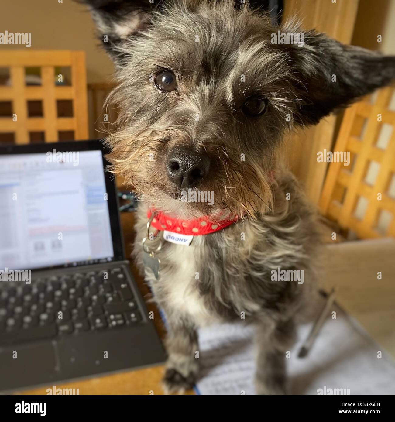 Working at home with dog hi-res stock photography and images - Alamy
