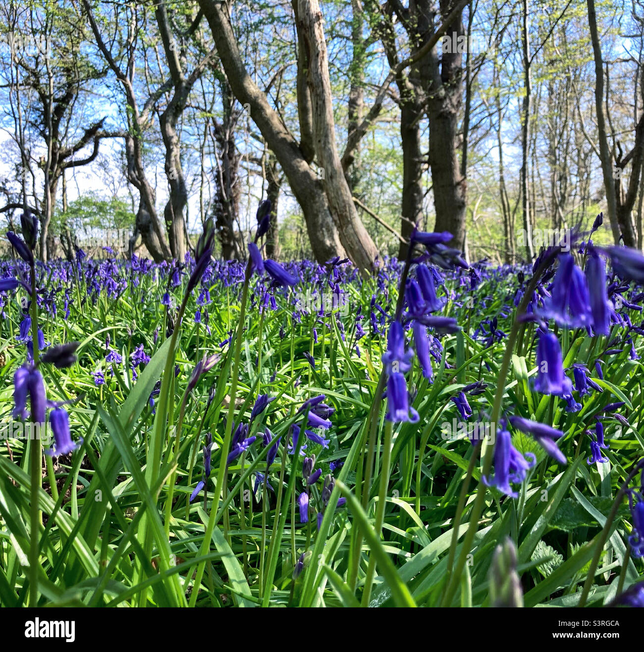Bluebells kent hi-res stock photography and images - Alamy