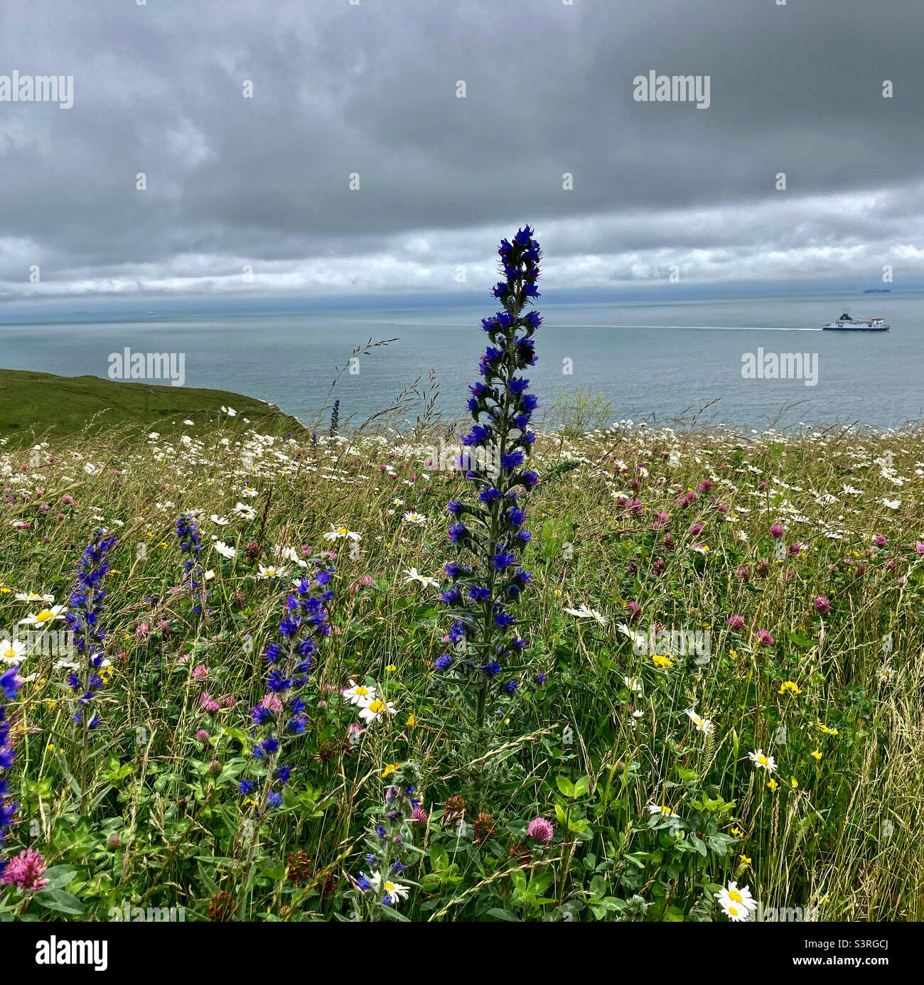 Wild flowers on cliffs hi-res stock photography and images - Alamy