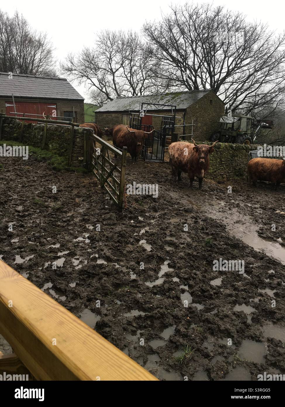 Muddy cows hi-res stock photography and images - Alamy
