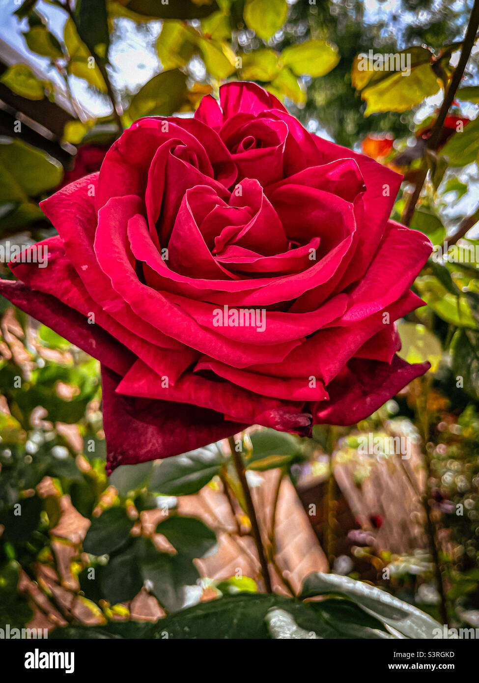 A beautiful red rose Stock Photo - Alamy