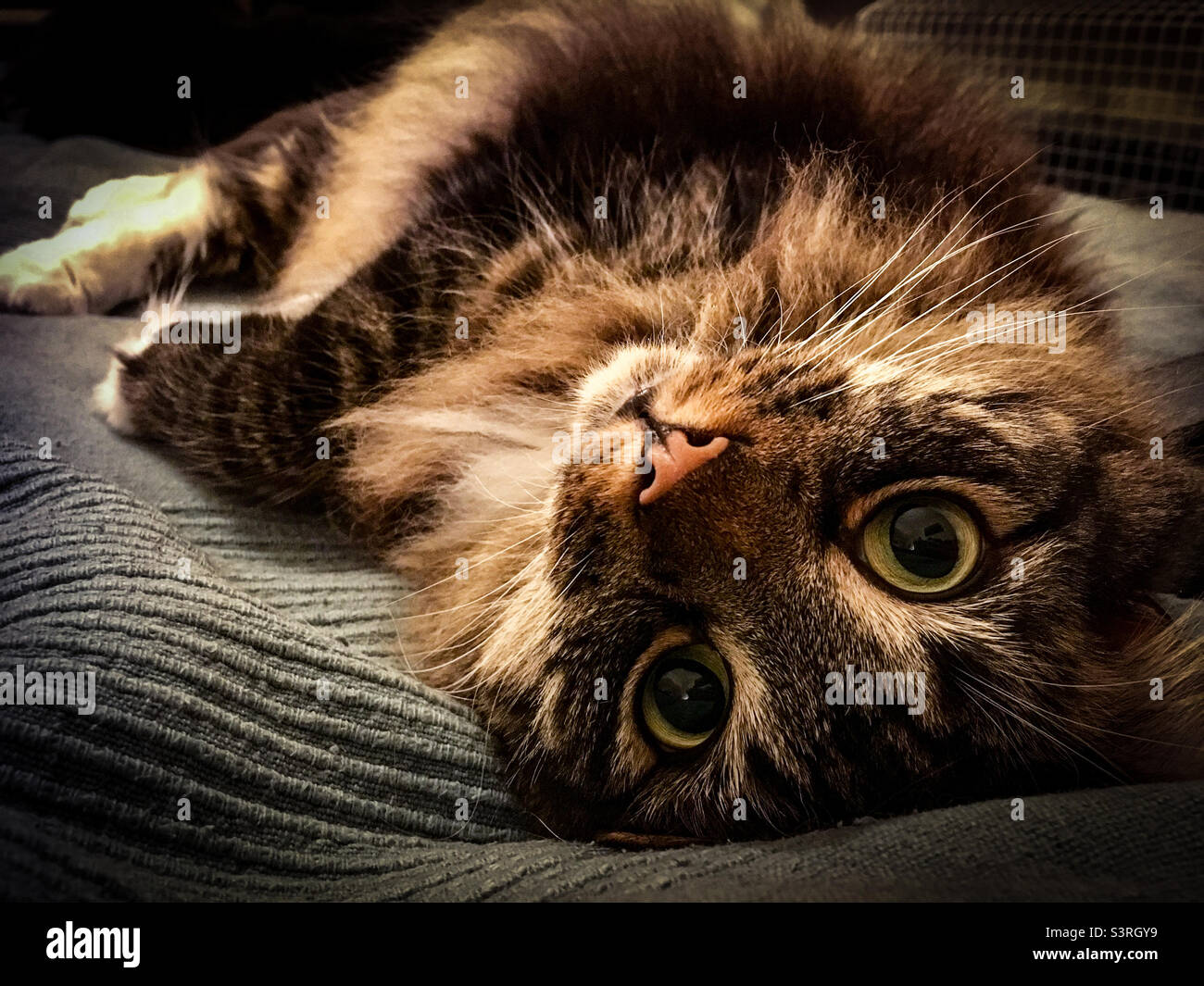 Tabby cat hi-res stock photography and images - Alamy