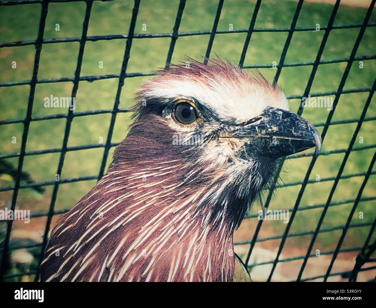 Curious purple roller bird tilting it’s head to look at me. Photo taken ...