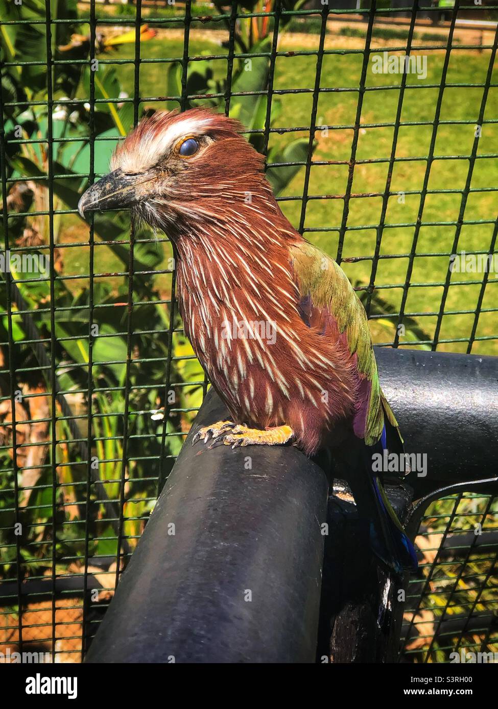 Birds third eyelid hi-res stock photography and images - Alamy