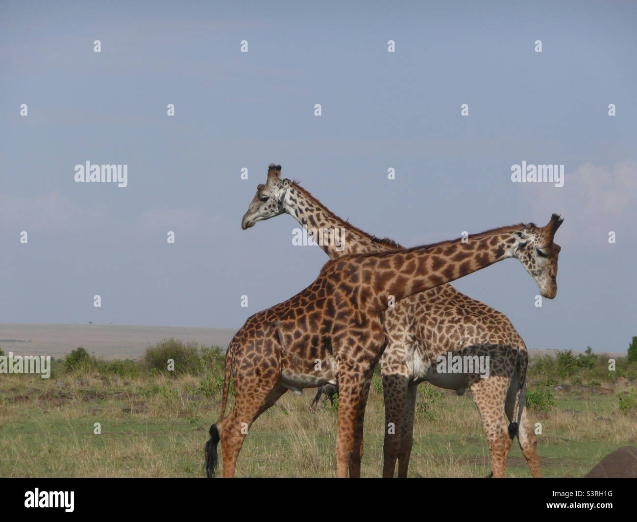 Giraffe fighting hi-res stock photography and images - Alamy