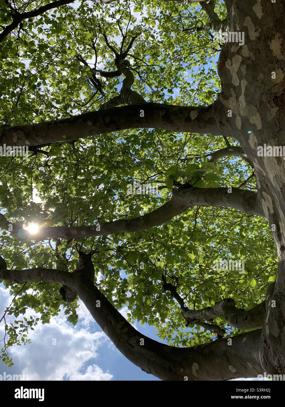 Flare through leaves hi-res stock photography and images - Alamy