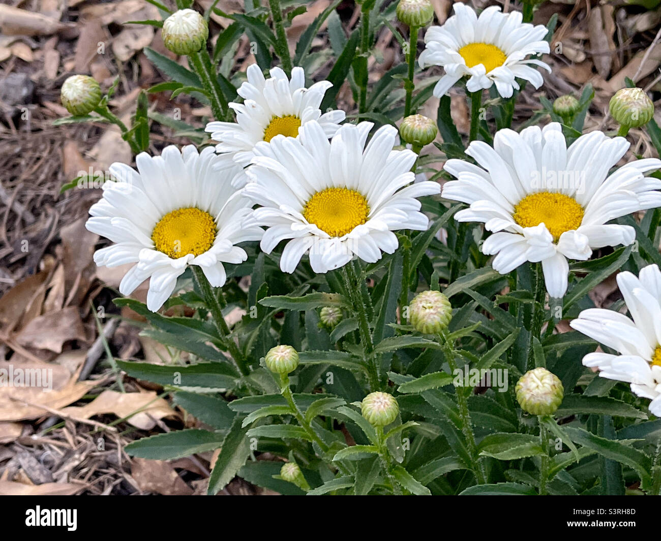 Daisy in the backyard hi-res stock photography and images - Alamy