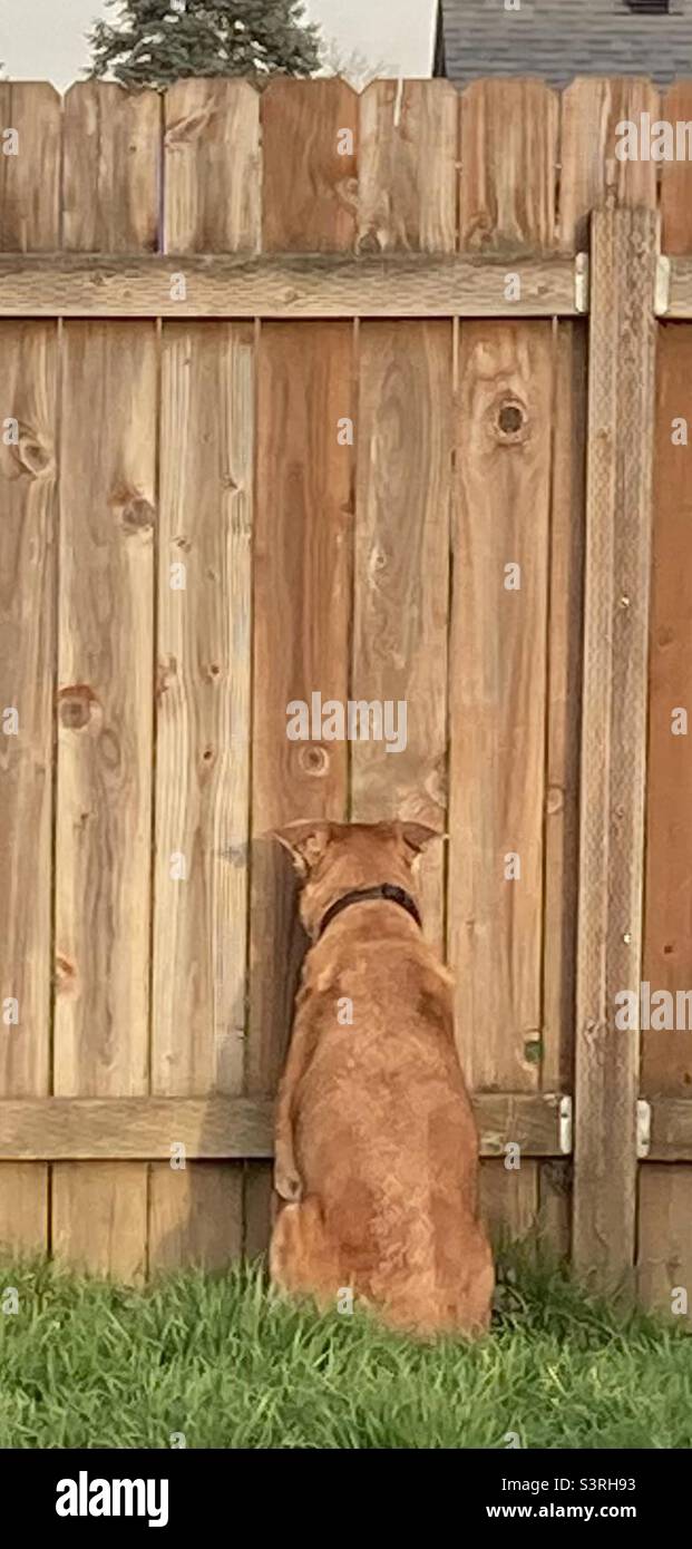 Spying On Neighbor