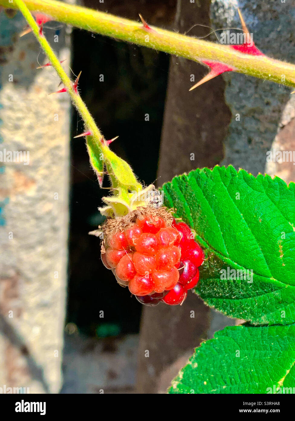 The closed up shot on one wild berry in red with having the rusty iron ...
