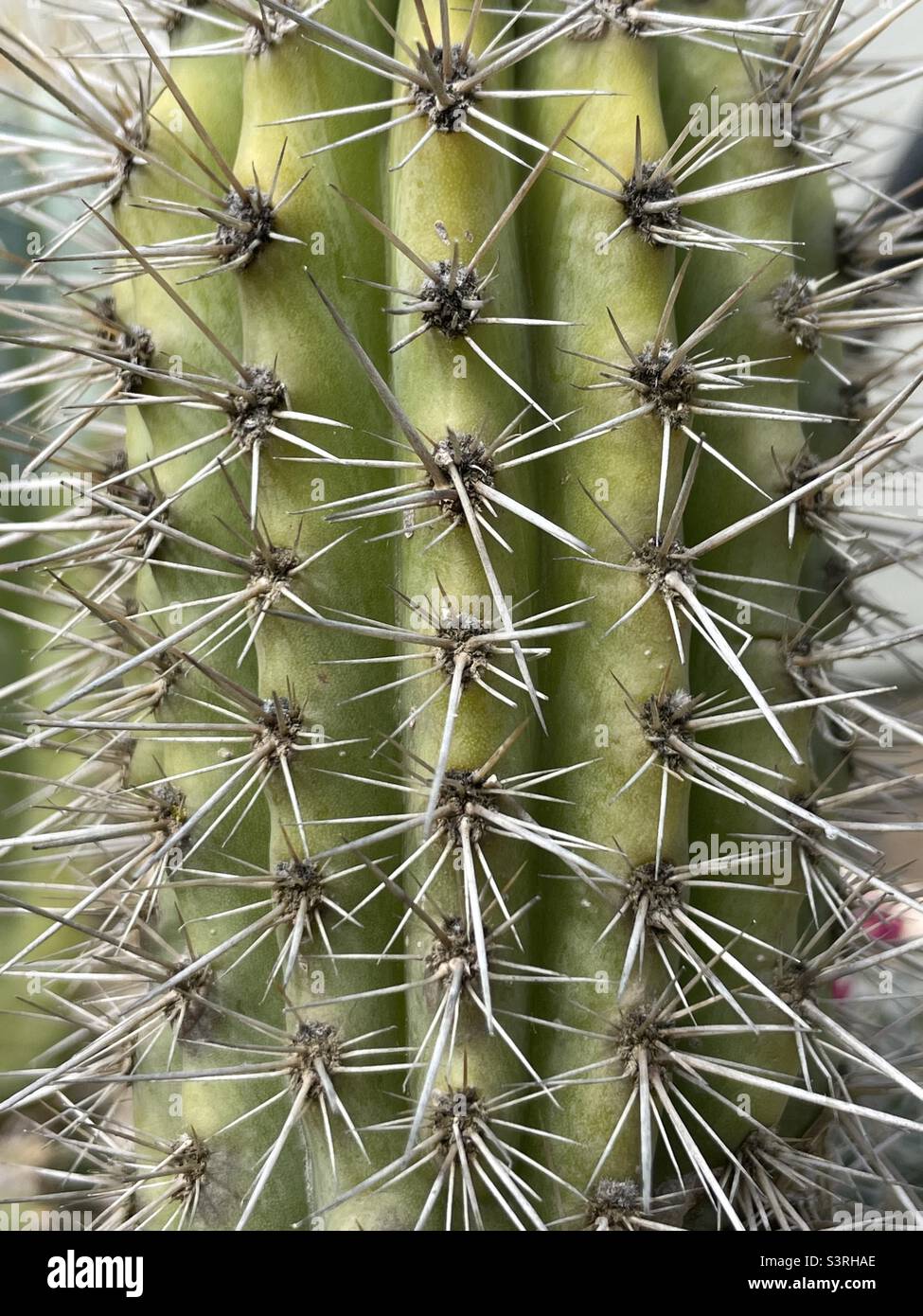 Spiky cactus hi-res stock photography and images - Alamy