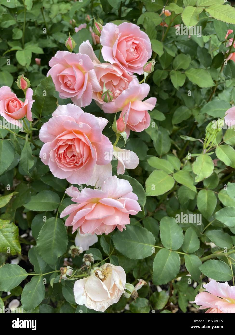 Rose springs hi-res stock photography and images - Alamy