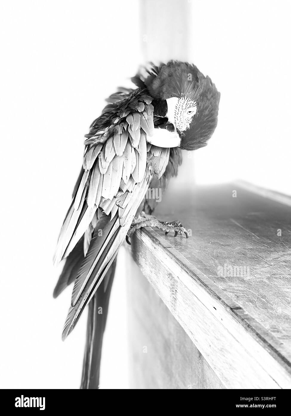 Parrot black and white hi-res stock photography and images - Alamy