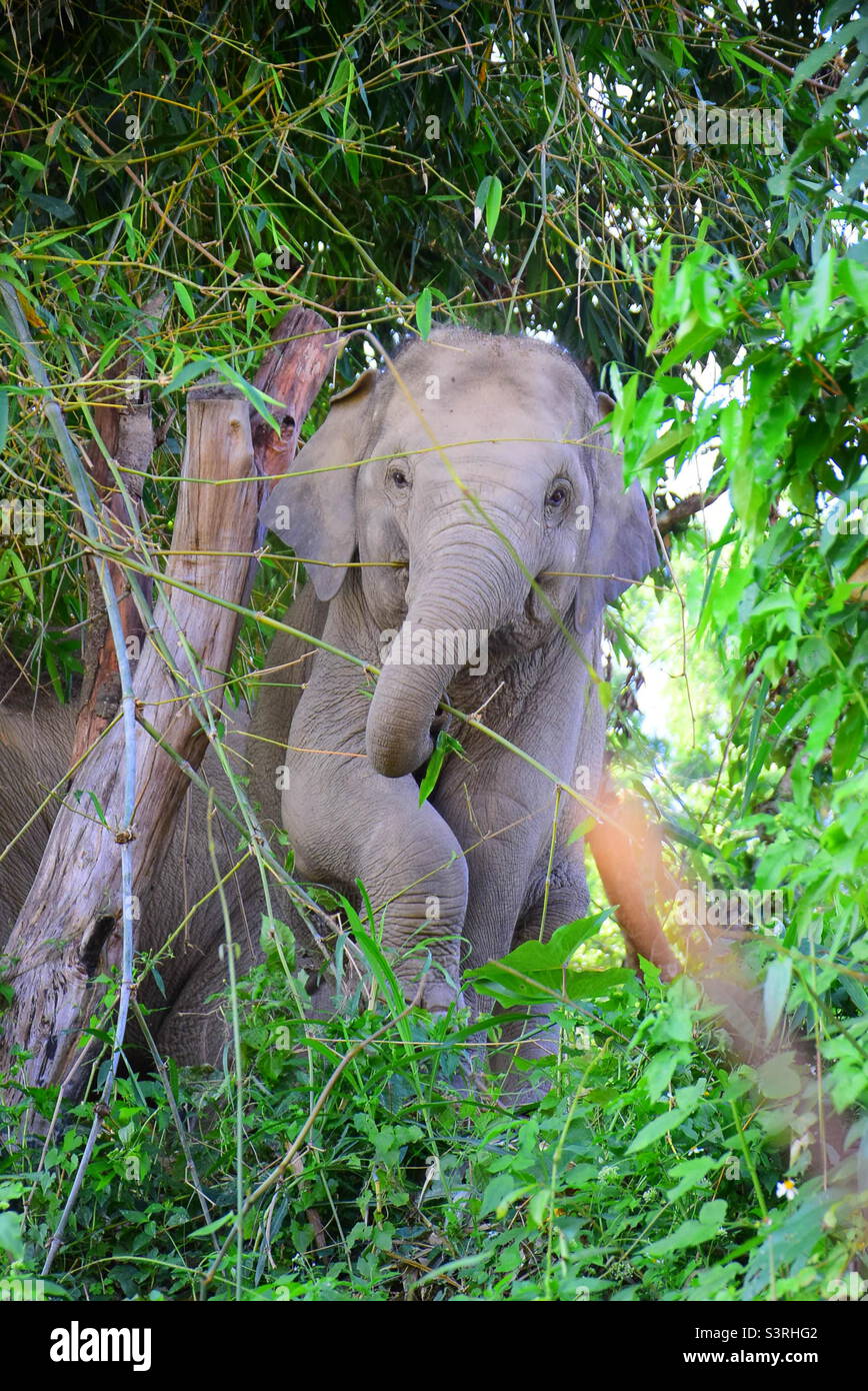 Elephant trees hi-res stock photography and images - Alamy