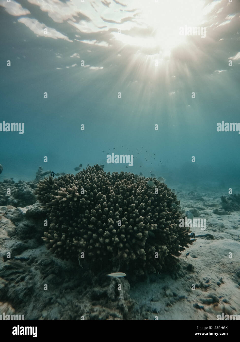 Rays fish hi-res stock photography and images - Alamy