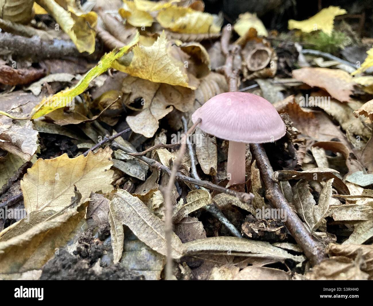 Pink mushroom popping up in the woods Stock Photo - Alamy