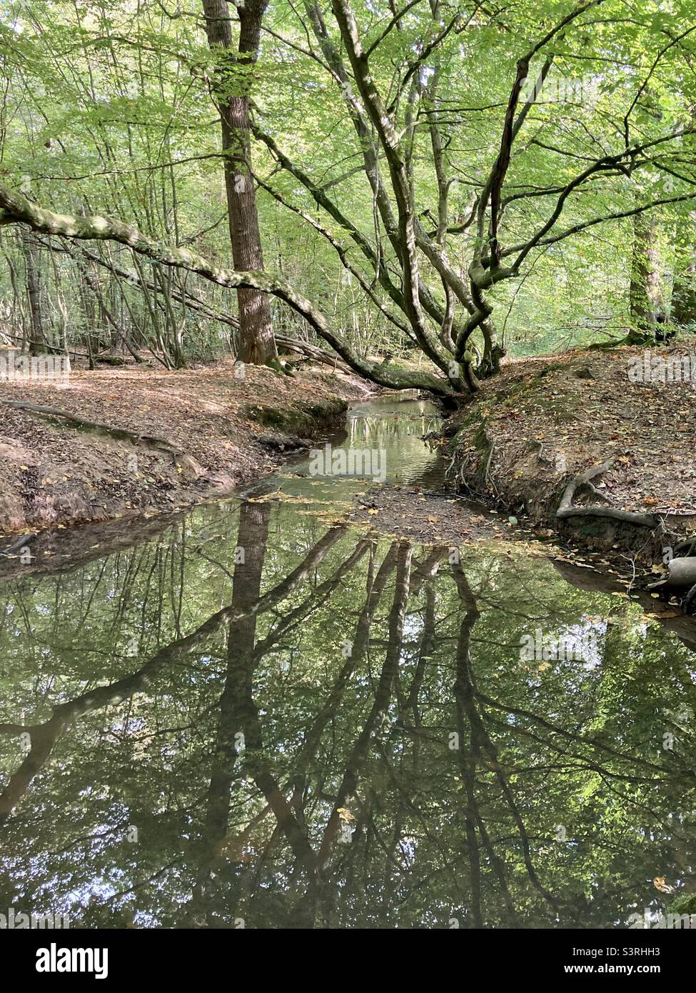 Stream running through the woods Stock Photo - Alamy