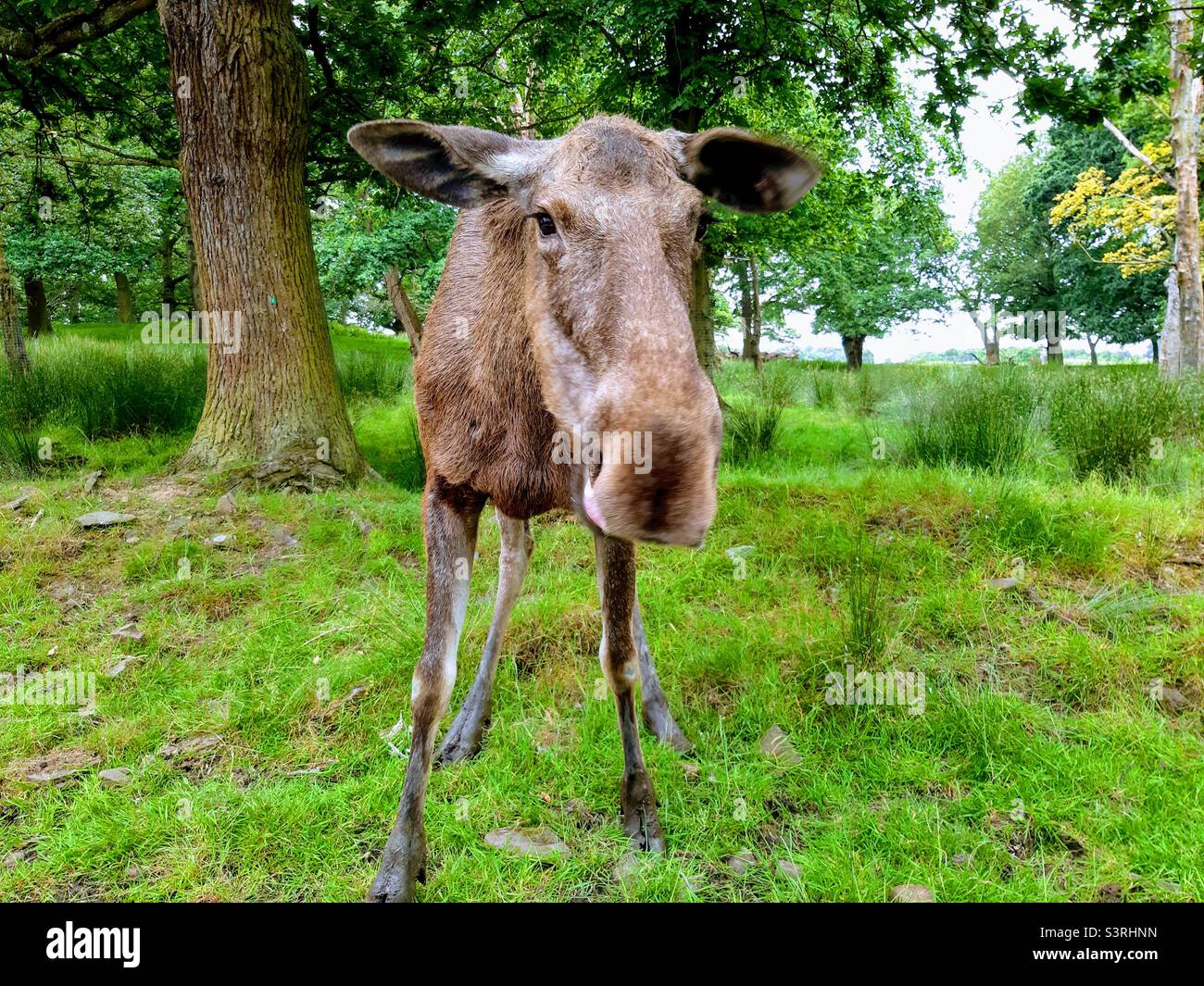 Moose on loose hi-res stock photography and images - Alamy