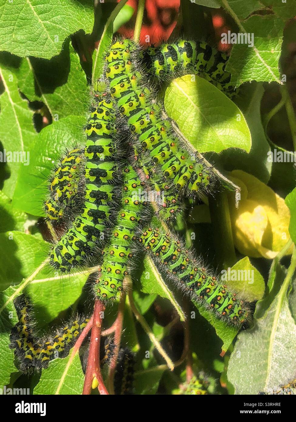 Emperor moth larvae feeding on Sallow leaves (Saturnia pavonia) The ...
