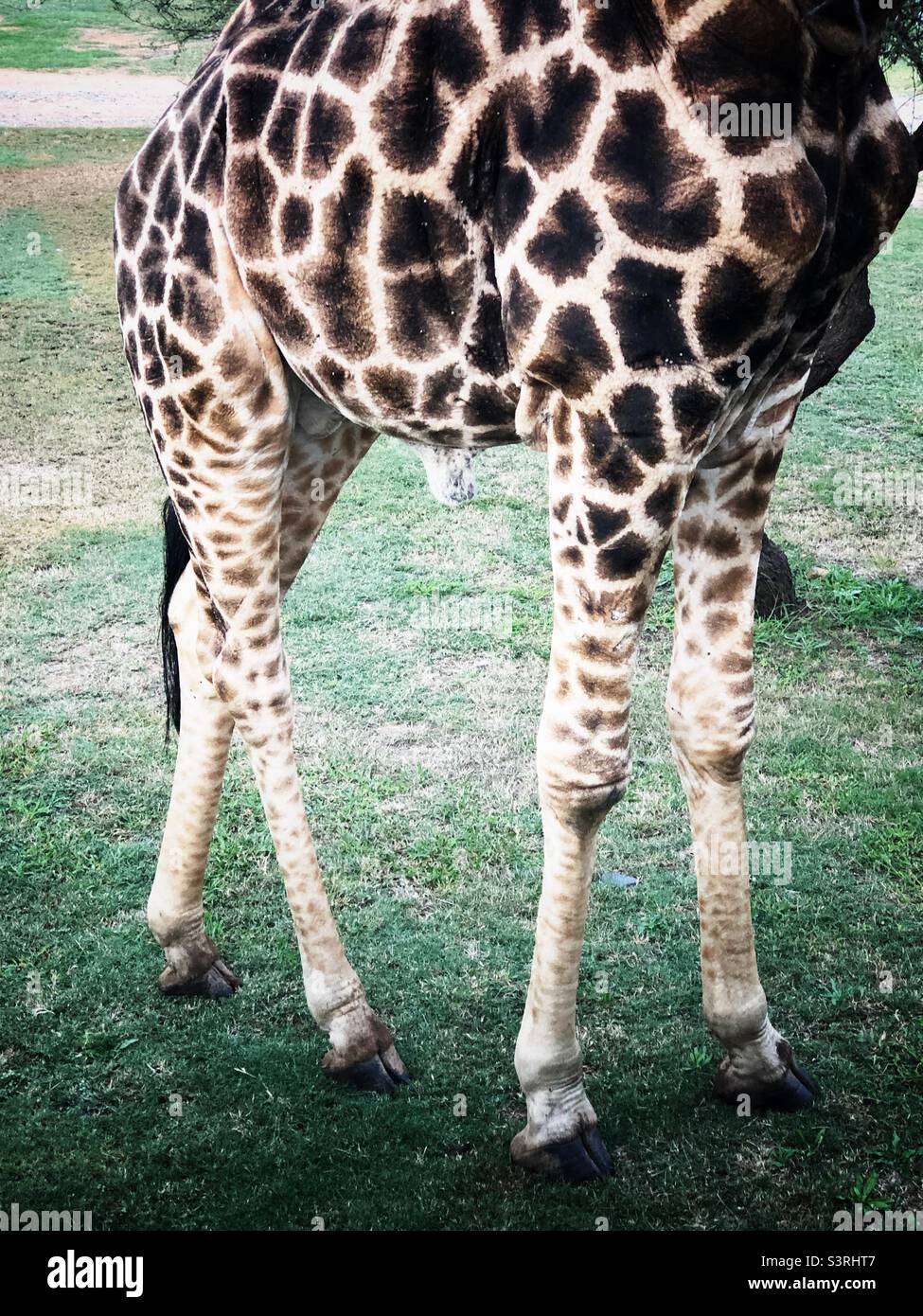 Lower half of a South African giraffe showing the legs Stock Photo - Alamy