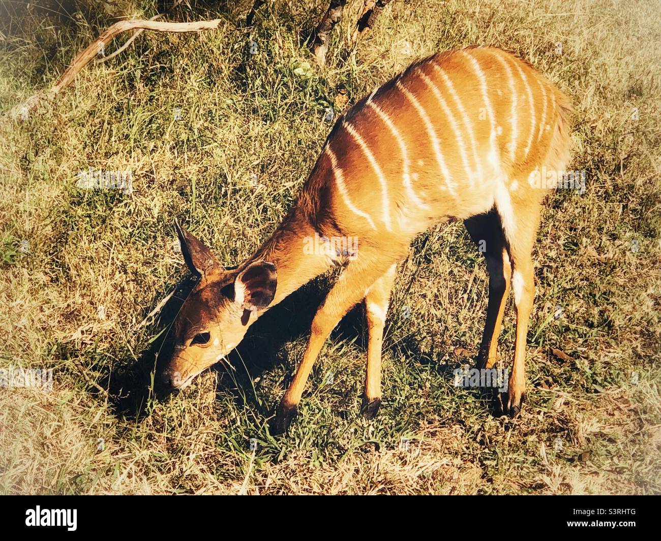 Cute baby nyala antelope Stock Photo - Alamy