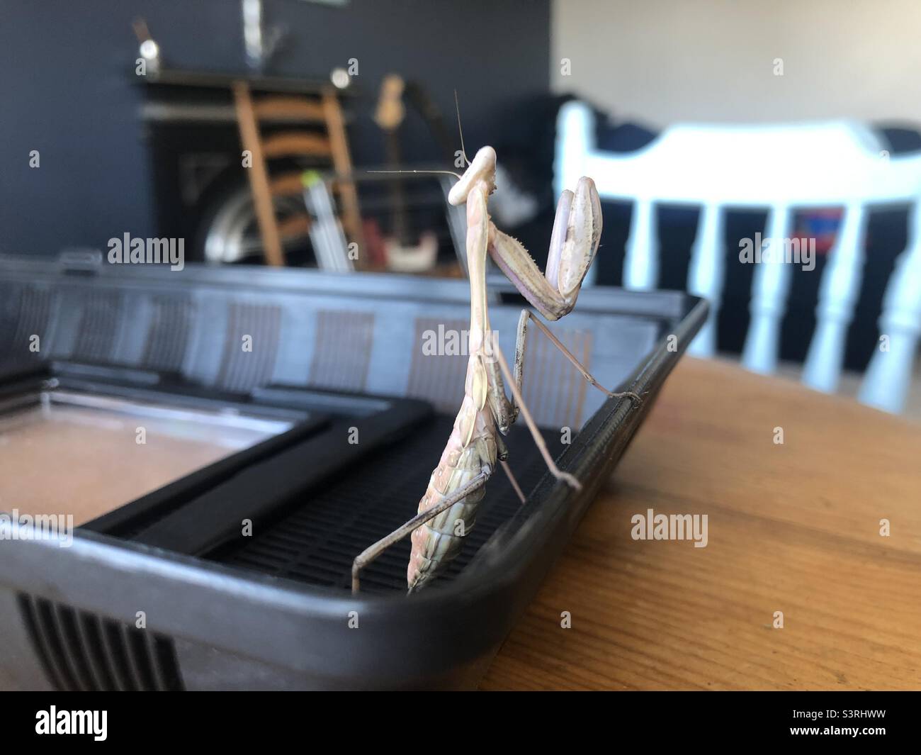 Giant african mantis hi-res stock photography and images - Alamy