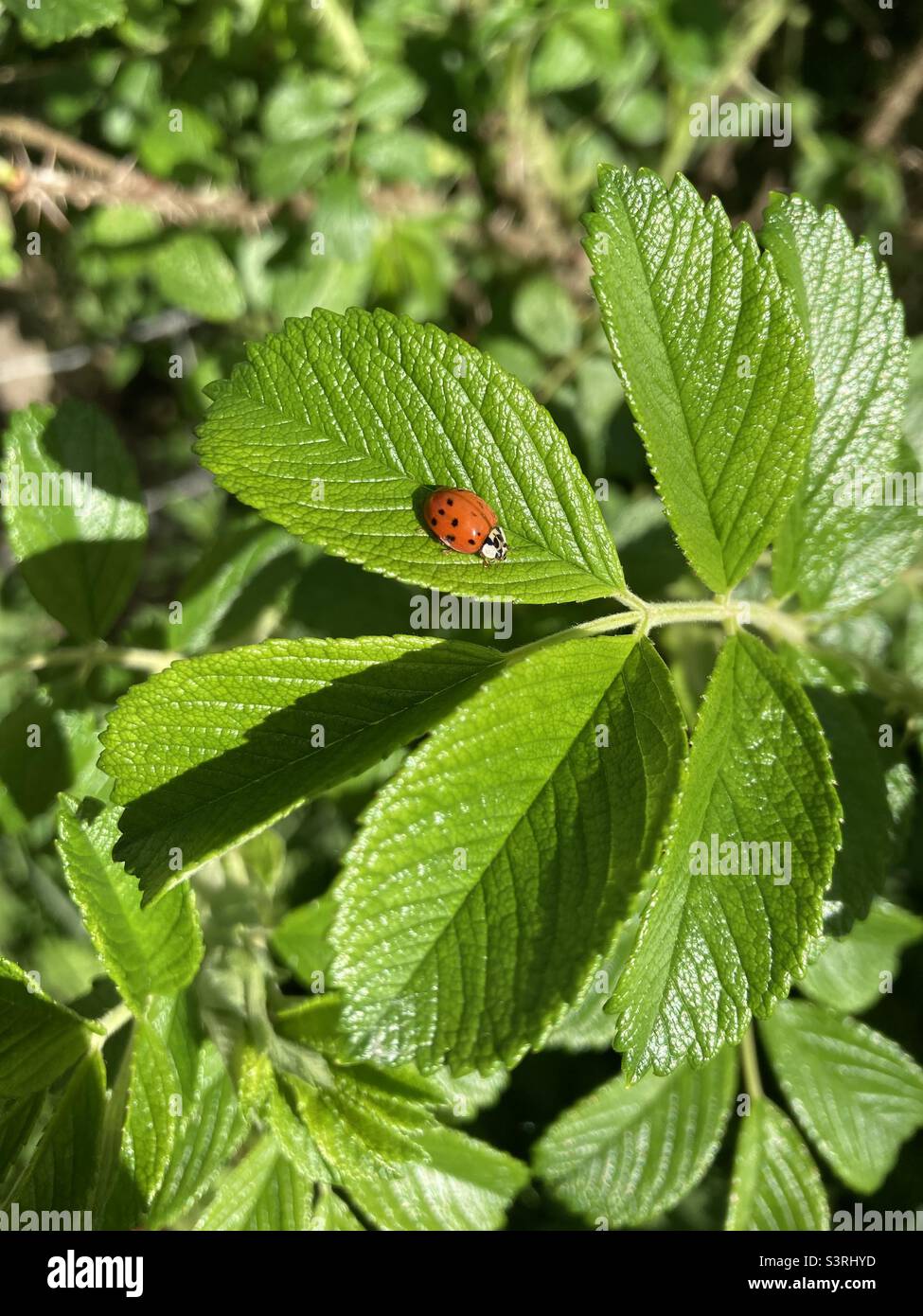 Asian ladybird hi-res stock photography and images - Alamy