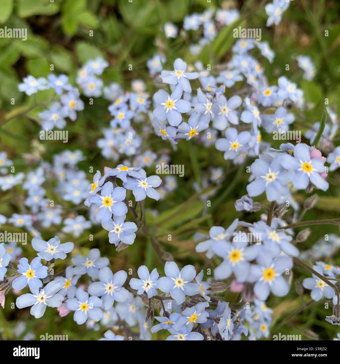 Light blue wild flowers hi-res stock photography and images - Alamy