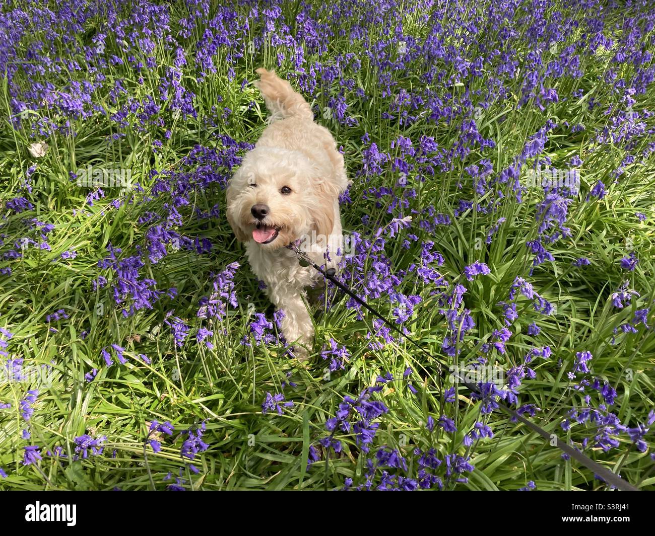 Spring in their step hi-res stock photography and images - Alamy