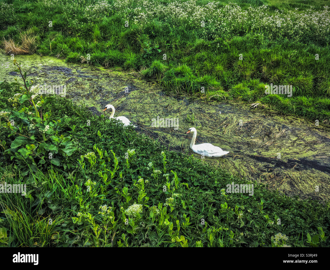 Two Swans swimming in a small drainage channel Stock Photo - Alamy