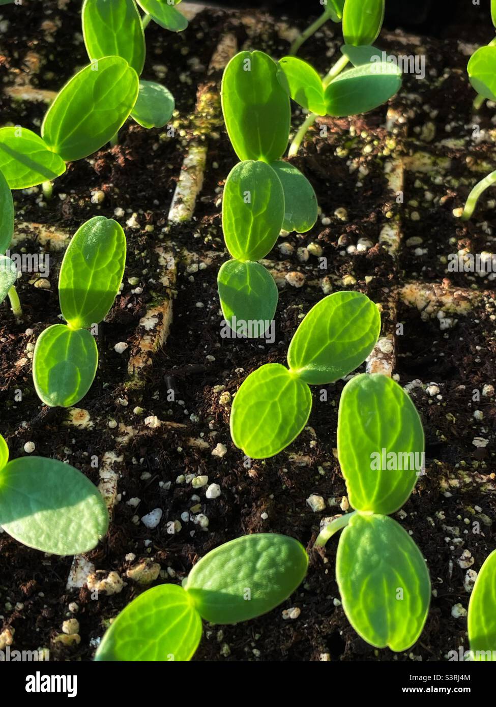 Just germinated cucumber seedlings Stock Photo - Alamy